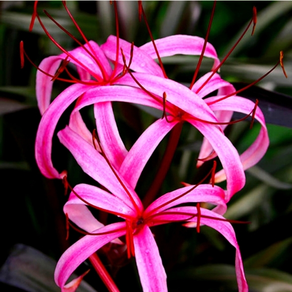 Other | Bog Lily Crium Lily | Poshmark